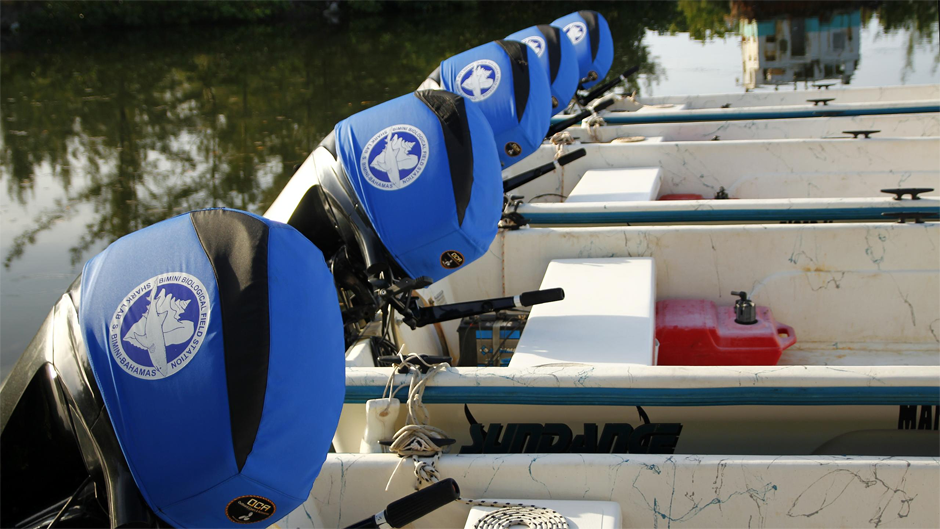 An Interview with "Doc" Gruber of Bimini's Shark Lab